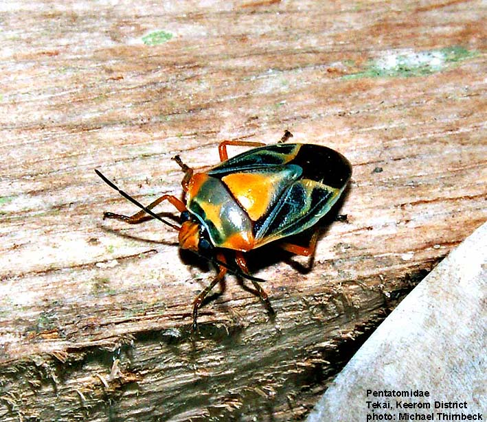 Papua Insects Foundation (Hemiptera/Heteroptera)